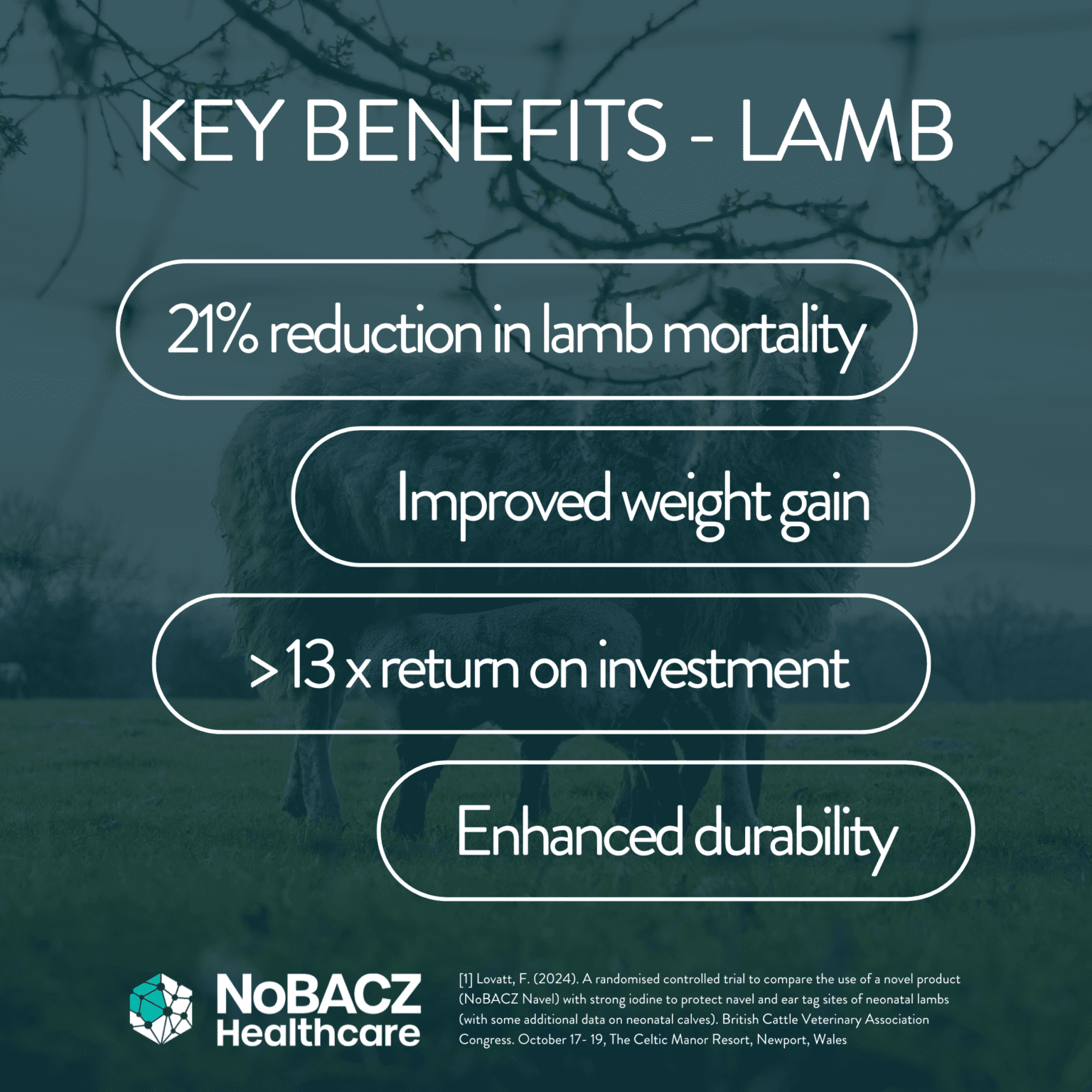 NoBacz Navel - NoBACZ