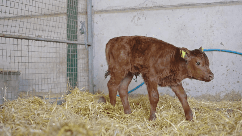 Giving Calves the Right Start: Inside the GB Calf Strategy - NoBACZ